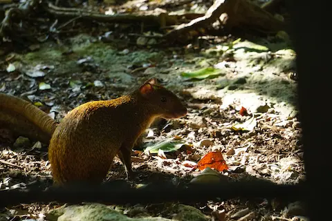 ESPECIES ENDÉMICAS de Quintana Roo | 🐒conoce 10