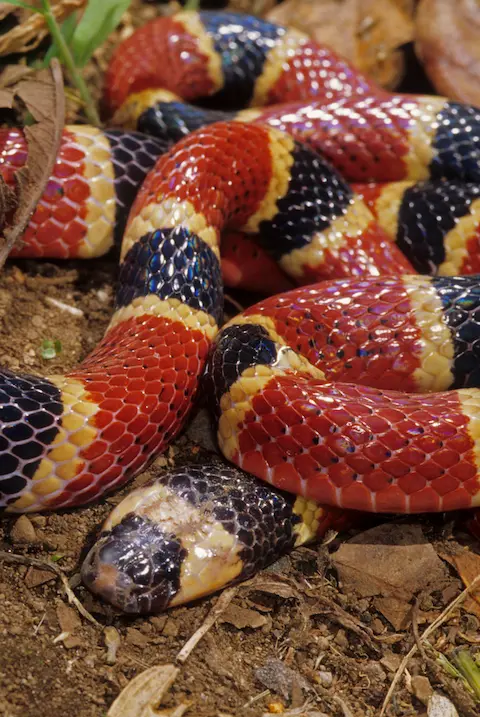 Las serpientes más venenosas de Quintana Roo | Top 5