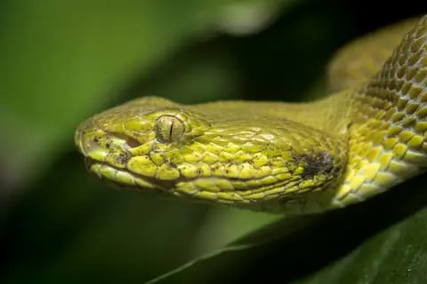 Las serpientes más venenosas de Quintana Roo | Top 5