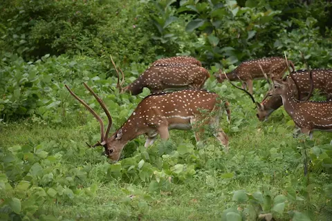 ESPECIES ENDÉMICAS de Quintana Roo | 🐒conoce 10