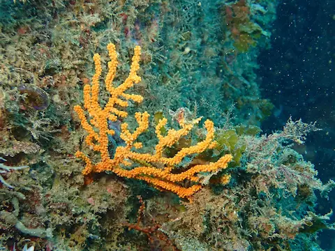 Corales Marinos | Descubriendo la Importancia de Este Ecosistema