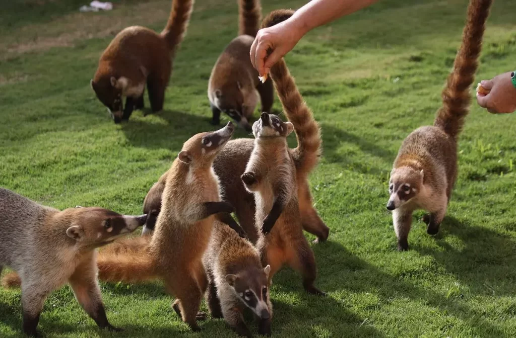ESPECIES ENDÉMICAS de Quintana Roo | 🐒conoce 10